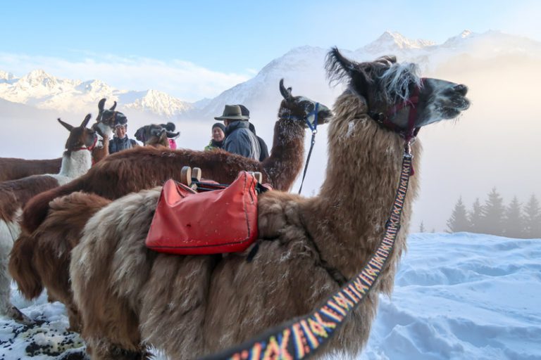 Anders wandern: Lama-Trekking im Montafon » Delicious Travel