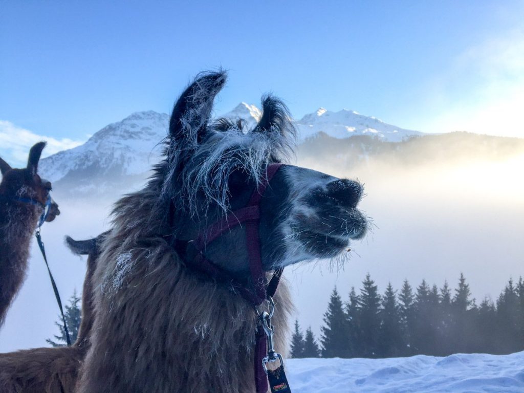Anders wandern: Lama-Trekking im Montafon » Delicious Travel