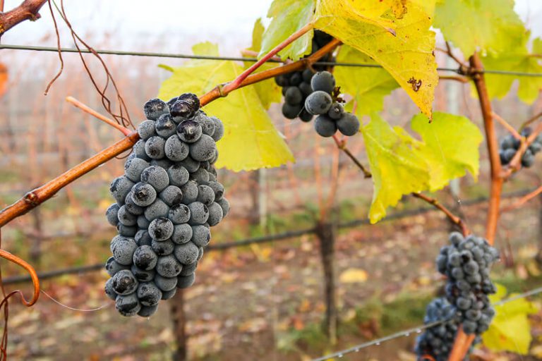 Badischer Wein: Eine Reise zum Burgunder im Breisgau & am Kaiserstuhl ...