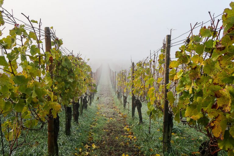 Badischer Wein: Eine Reise zum Burgunder im Breisgau & am Kaiserstuhl ...