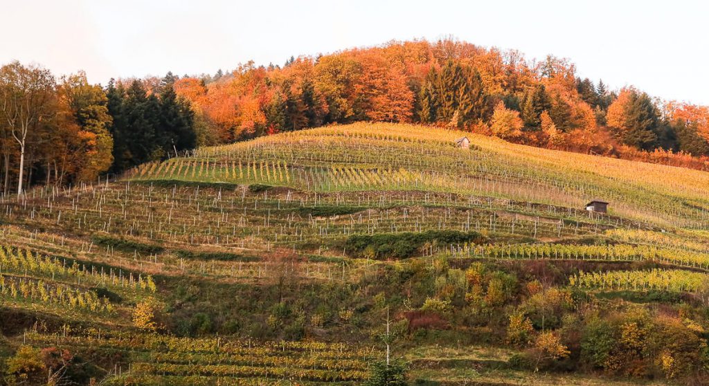 Badischer Wein: Eine Reise zum Burgunder im Breisgau & am Kaiserstuhl ...