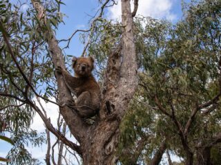 Sandfliegen: Wie schützt man sich vorbeugend und was hilft gegen ...