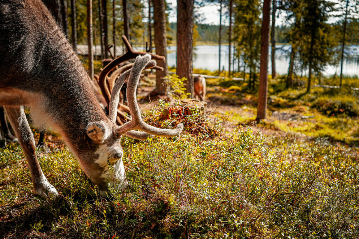 Lappland Finnland Highlights: 10 unvergessliche Erlebnisse » Delicious ...